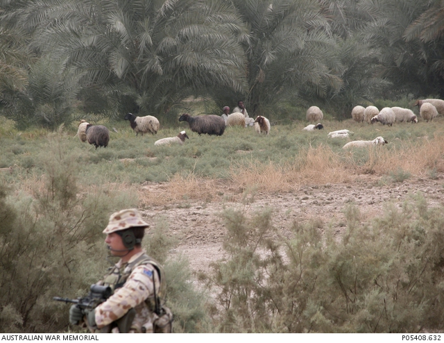 Iraqi shepherds sit in the shade and watch their flock of sheep as an ...