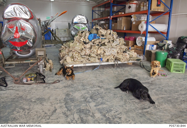 Australian explosive detection dogs waiting to board a C-130 Hercules ...