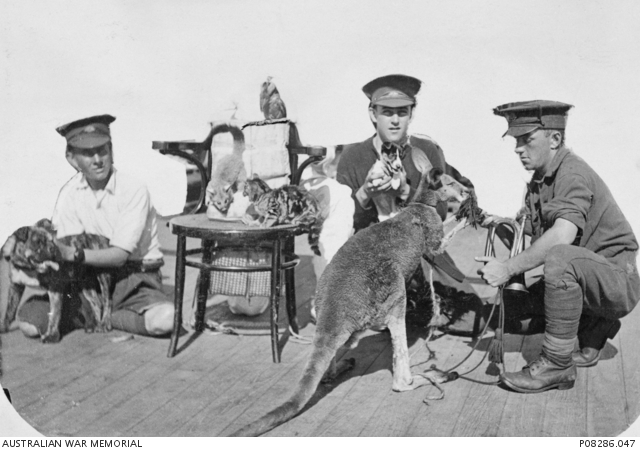 "The menagerie" aboard the troopship HMAT Euripides (A14). The ...