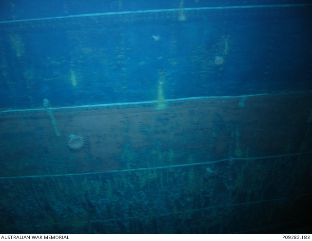 Dive 6 NSK Kormoran Wreck Ship's side in vicinity of well deck. Please ...