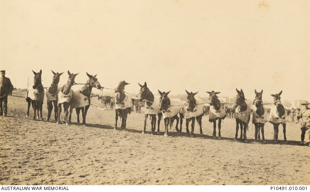 "Leading mules out for exercise." (From an album of the 1st Australian ...