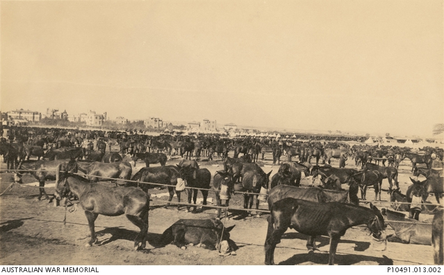 "Mule lines , looking towards 7th L H [Light Horse] lines." (From an ...
