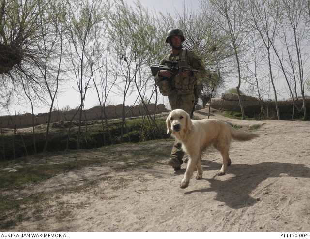 Explosive Detection Dog (EDD) Harry with his handler, Sapper Joshua ...