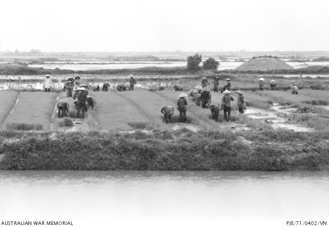 Phuoc Tuy Province, South Vietnam. July 1971. Vietnamese paddy workers ...