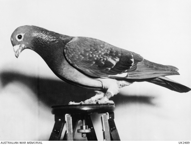 Plymouth, England. 1945-01-18. Aussie - No. 4112, a blue checker cock ...