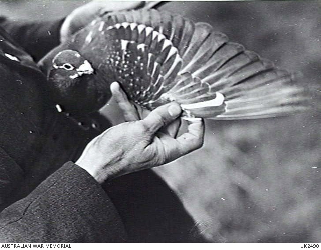 Plymouth, England. 1945-01-18. Perfect wing formation of Aussie, a Blue ...