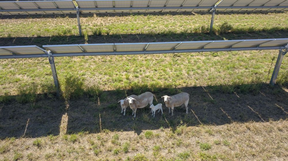 Sheep lend a hoof at Rugby Run solar farm | Bravus Mining & Resources