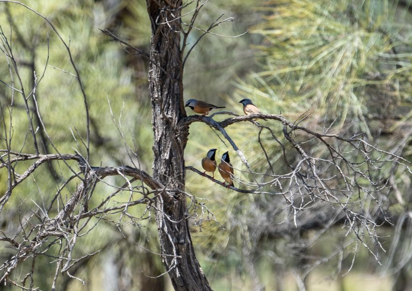 New research shows healthy Black-Throated Finch populations at the ...
