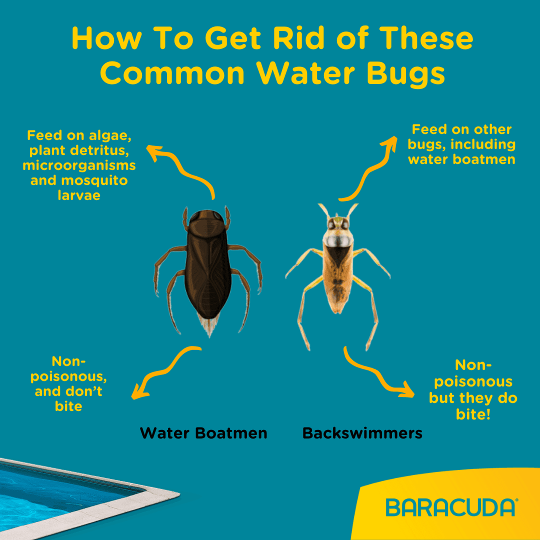 Backswimmer Bite