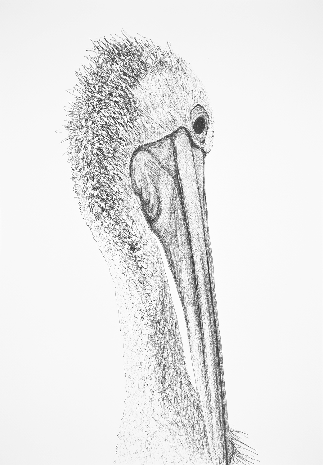 Pelican Drawings Art