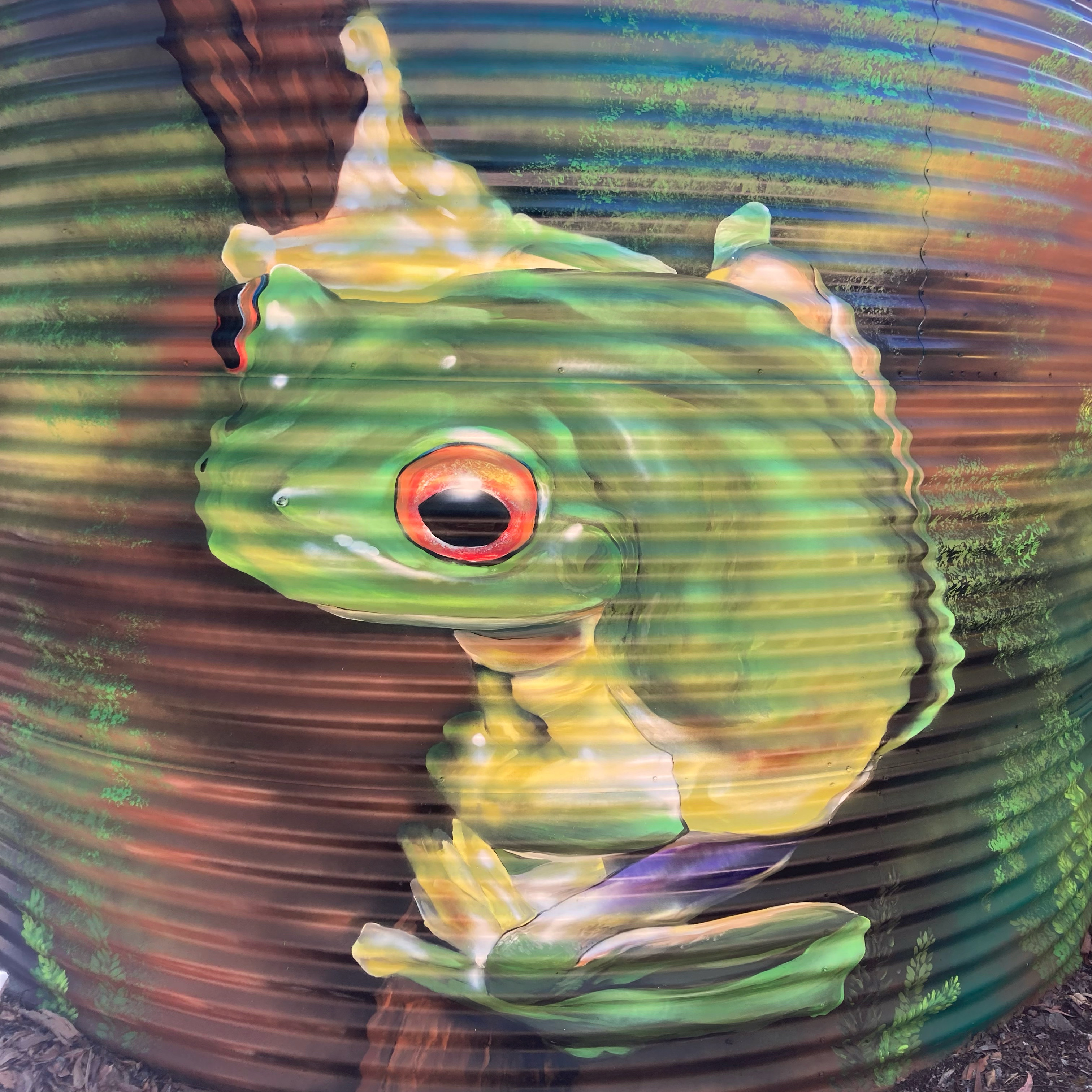 Red eyed green tree frog by Mr Mupz in Sunshine Coast