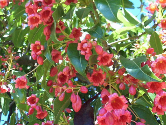 A guide to Brachyciton selections - Product | ODS