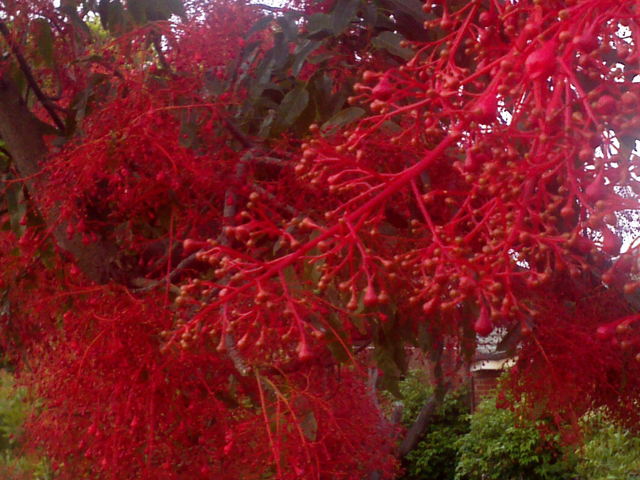 A guide to Brachyciton selections - Product | ODS