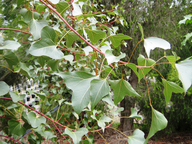 A guide to Brachyciton selections - Product | ODS