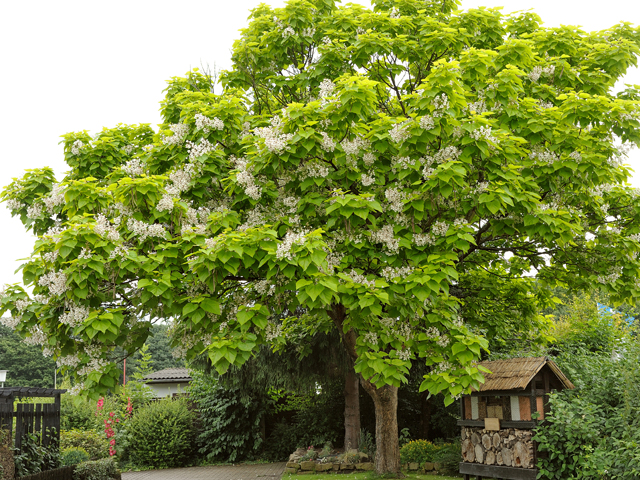 Speciality Trees Pty Ltd in Soft Landscaping - Outdoor Design Source | ODS