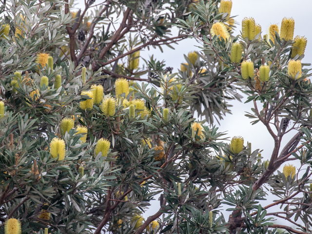 Speciality Trees Pty Ltd | ODS