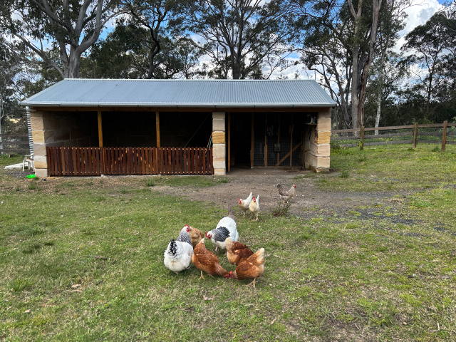 Chook Shed - Project | ODS