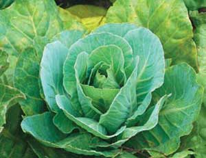 Clever Crop- Cabbage - Project | ODS