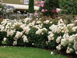 Australia’s Leading Rose Supplier - Project | ODS