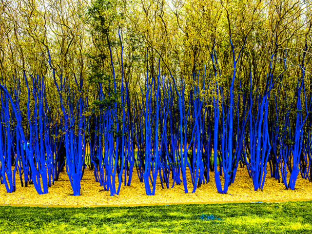 The Blue Trees - Project | ODS