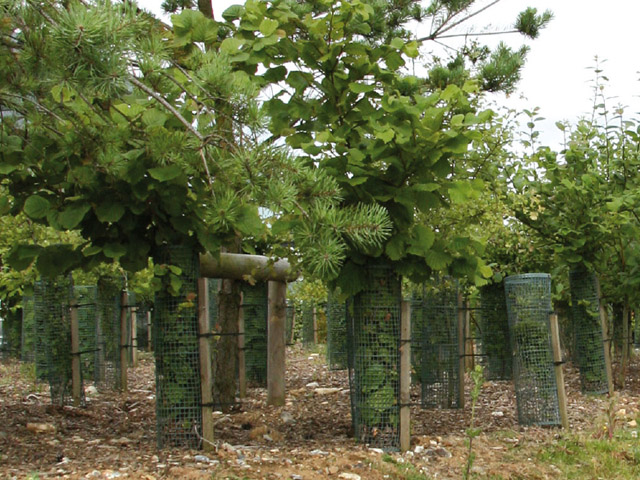 Treat Yourself To Tubex Tree Guards - Project | ODS