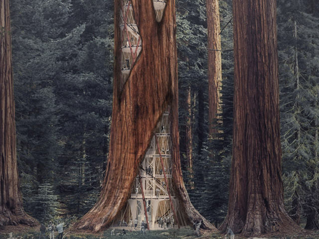 Giant Sequoia Cities - Project | ODS