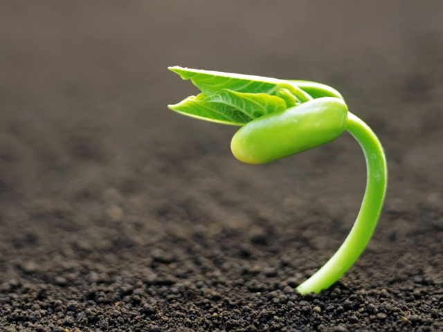 Plant ‘Brain’ Controls Sprouting Cycle - Project | ODS