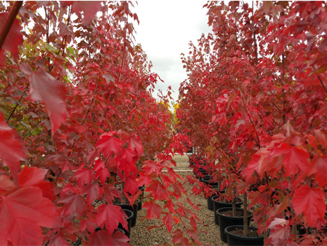 Grafted Gums - Product | ODS