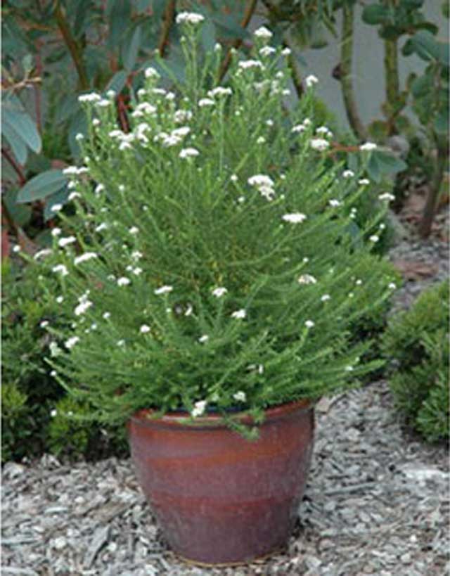 Ozothamnus diosmifolius Radiance - Product | ODS