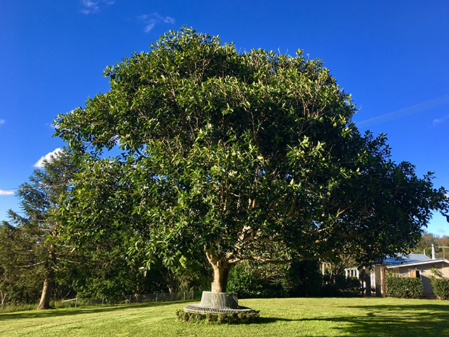 Advanced Trees - Product | ODS