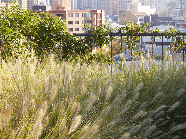 Native Grasses - Product | ODS