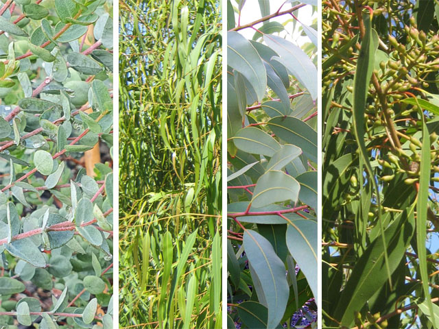 Small Native Trees in High Demand - Project | ODS