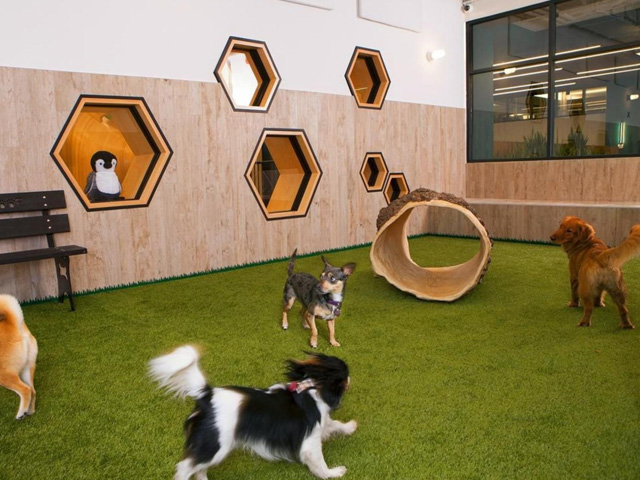 The Rise of Barkitecture - Project | ODS