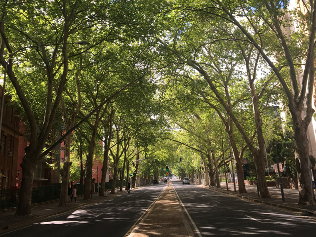 More than $1 million for a greener, wilder and cooler Adelaide ...