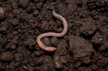 Heavy metal worms - | WellBeing.com.au