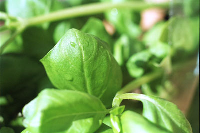 Meet Sally Mathrick | WellBeing.com.au