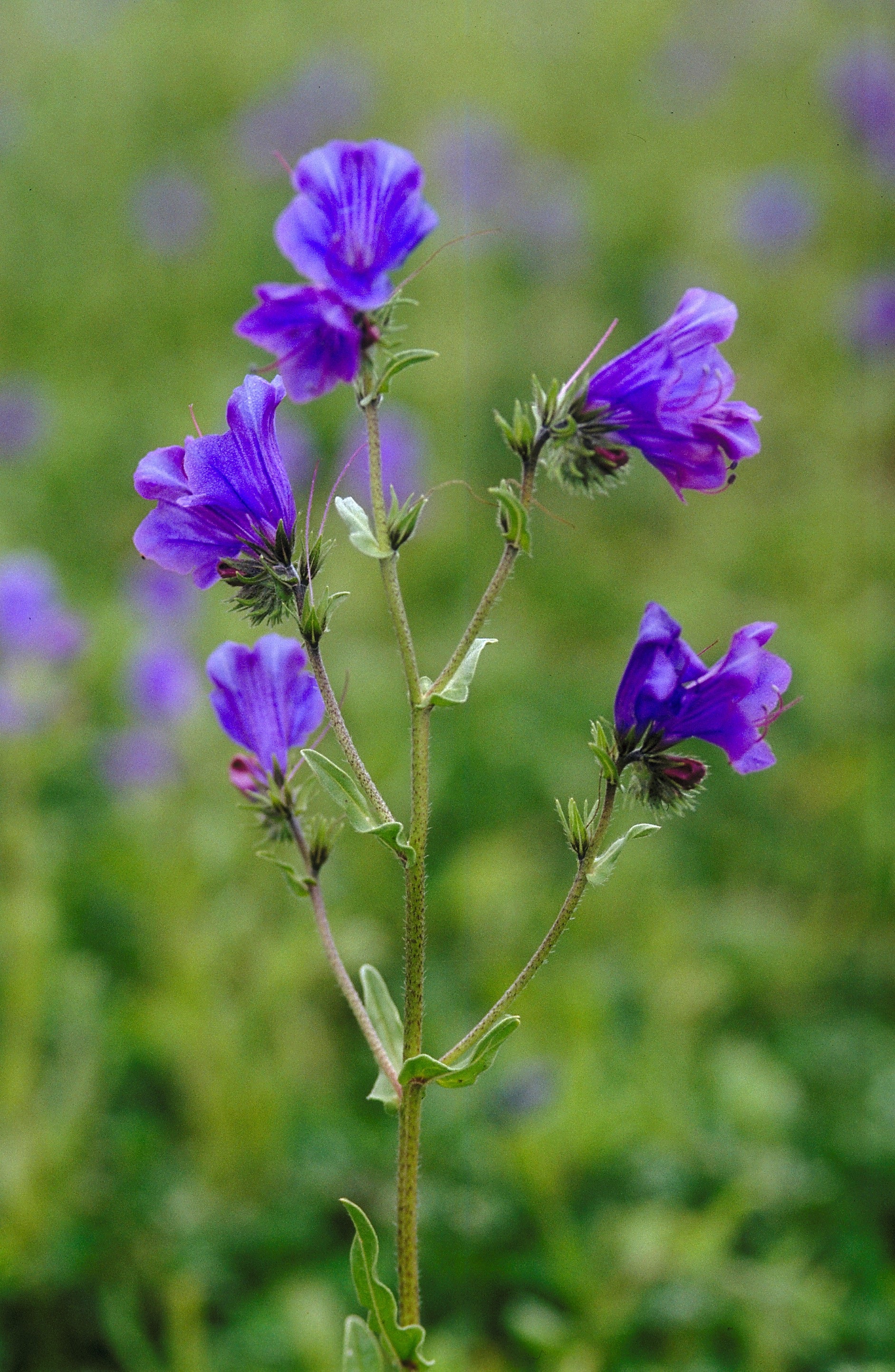 Flower stem Connecting Country