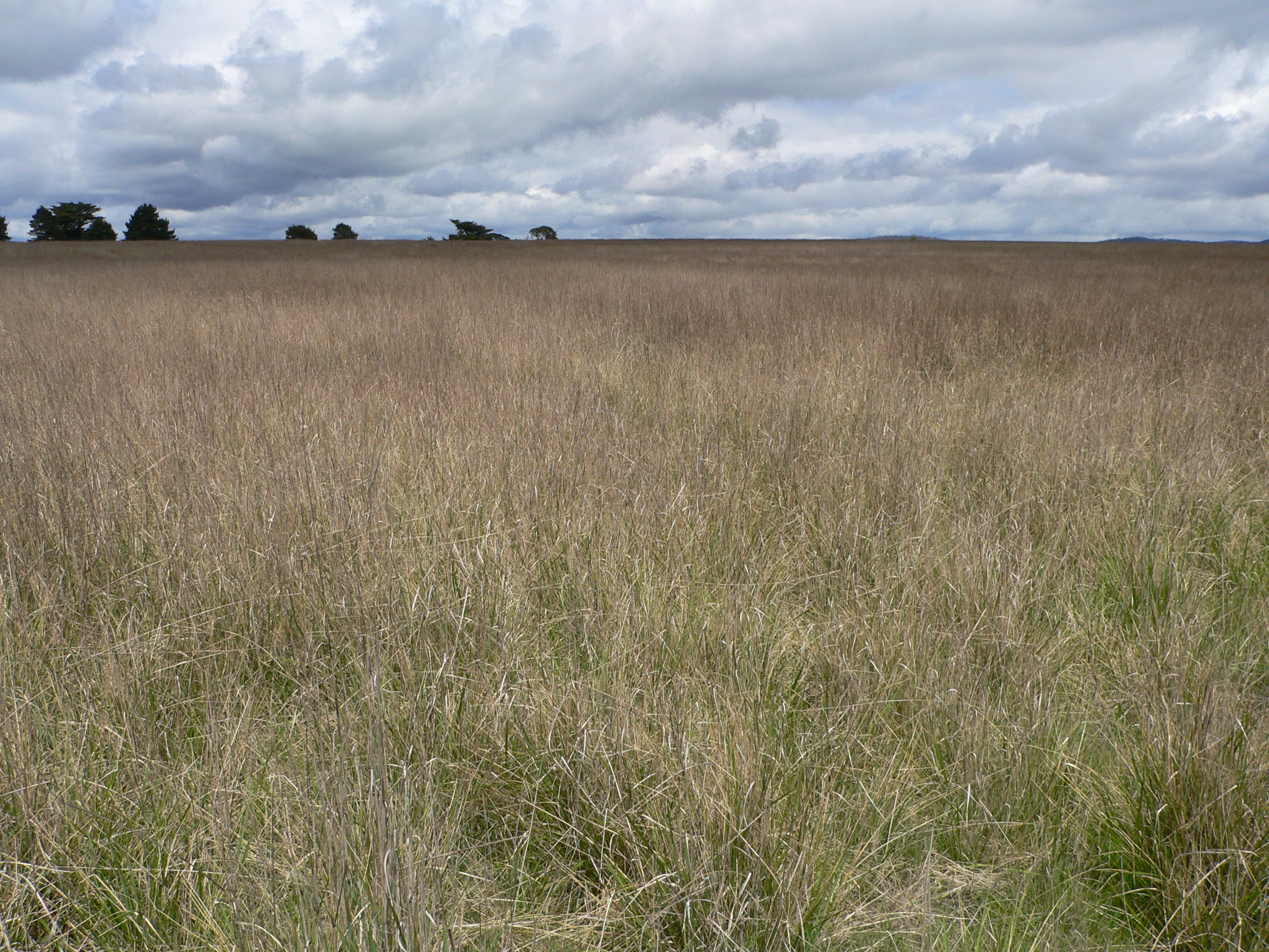 Needle grasses and native grasses – Connecting Country