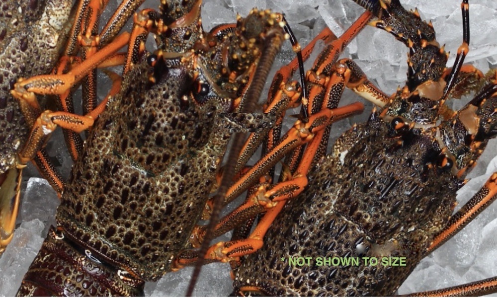 Container Door Ltd | Deluxe Crayfish - 3kg Assortment - North Island