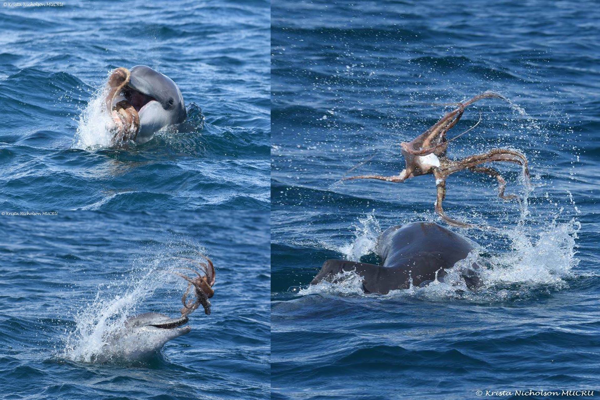 Mandurah Dolphin Photographed Playing with Octopus | Community News Group