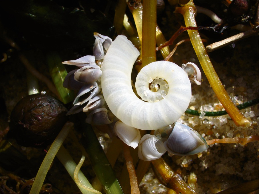 AQWA: Squid perfectly at home in abyss | Community News Group