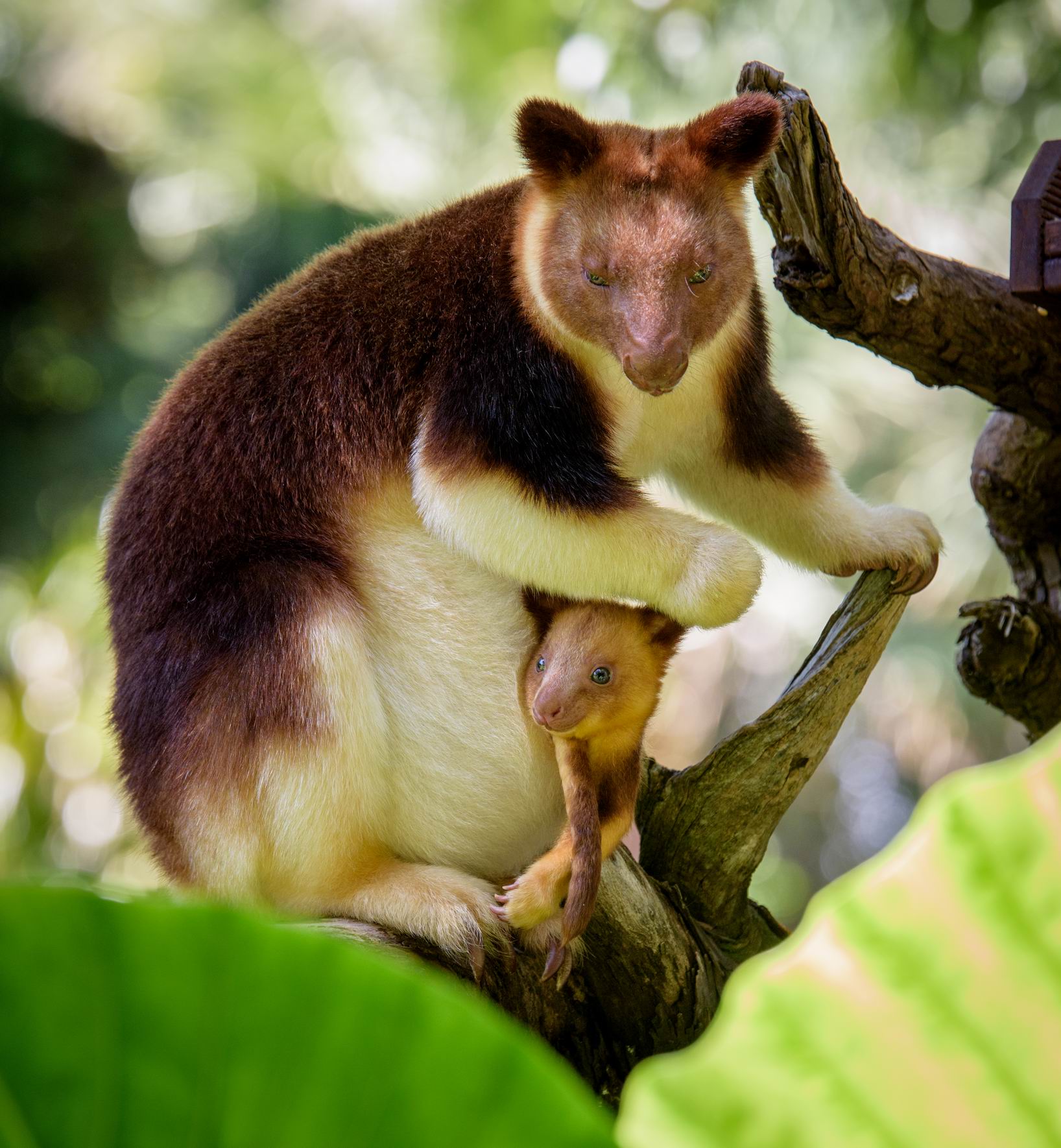Tree Kangaroo Cute