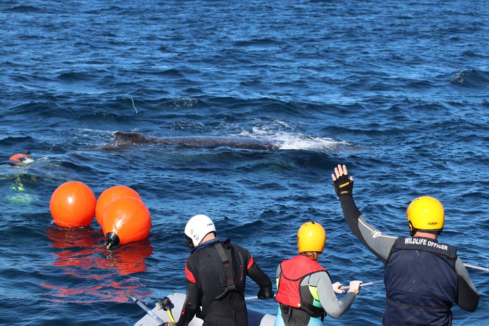 Two Rocks: Parks and Wildlife rescues humpback whale from ropes ...