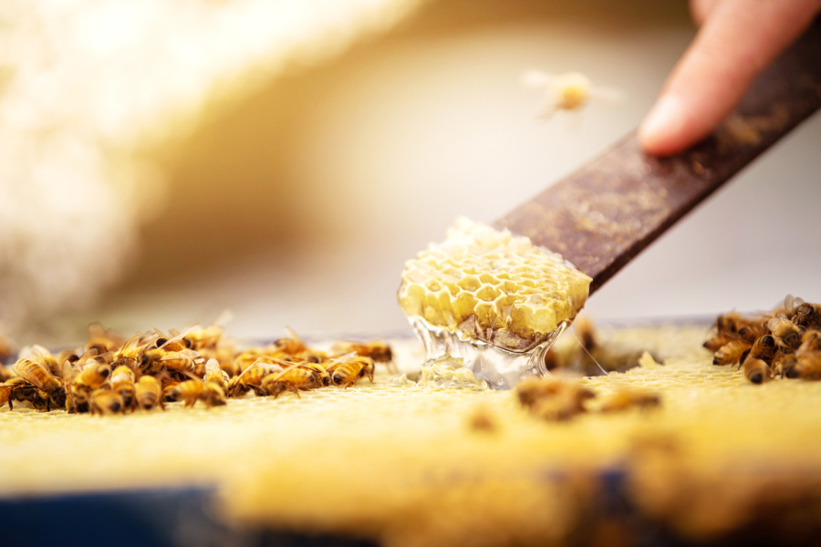 Melissa Nickerson • Find a Photographer