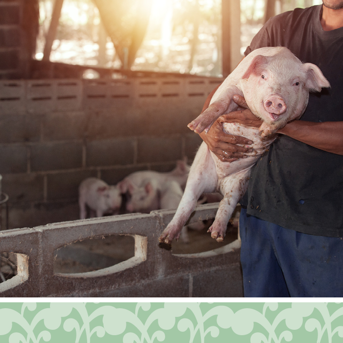 Summary of key issues with intensive farming-related rules | Rural ...