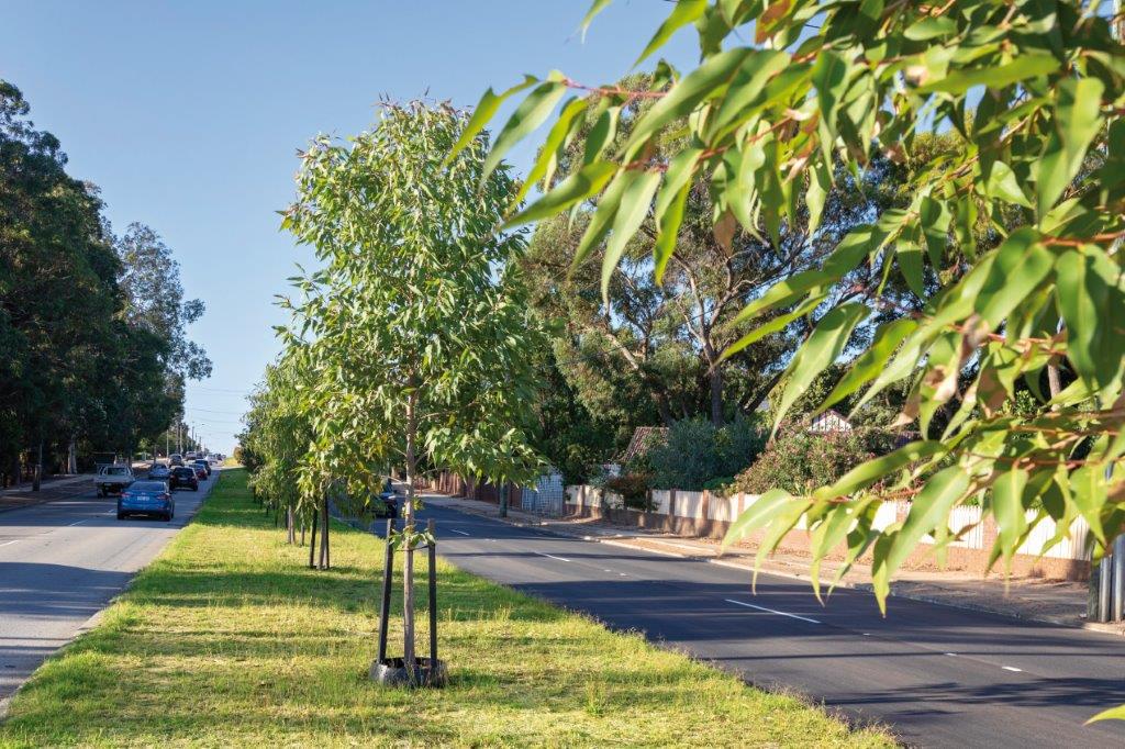 Creating a verge garden | Urban Forest Planting Program | Engage Armadale