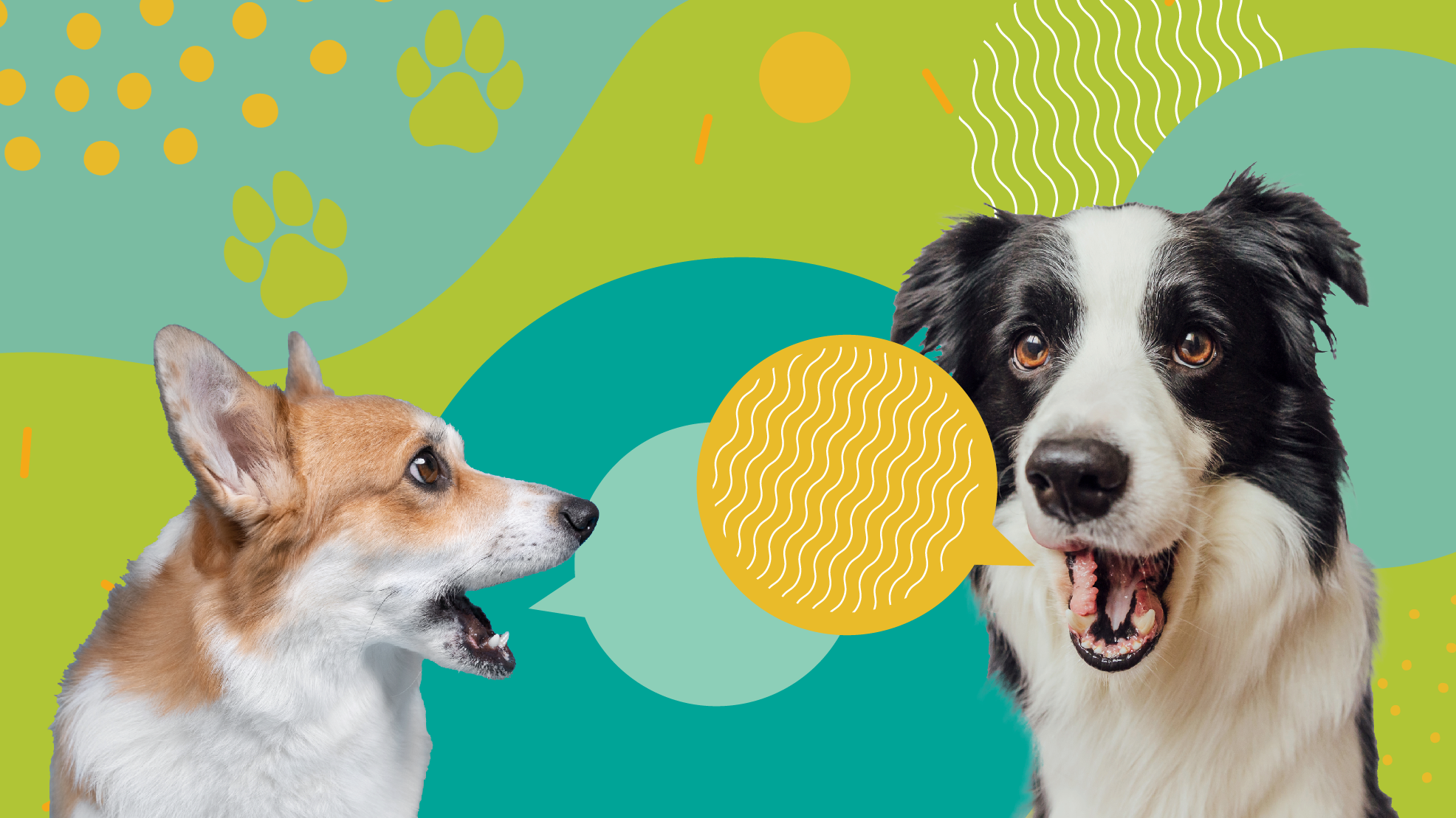 Ideas | Let's talk dogs | Let's Talk Waitaki