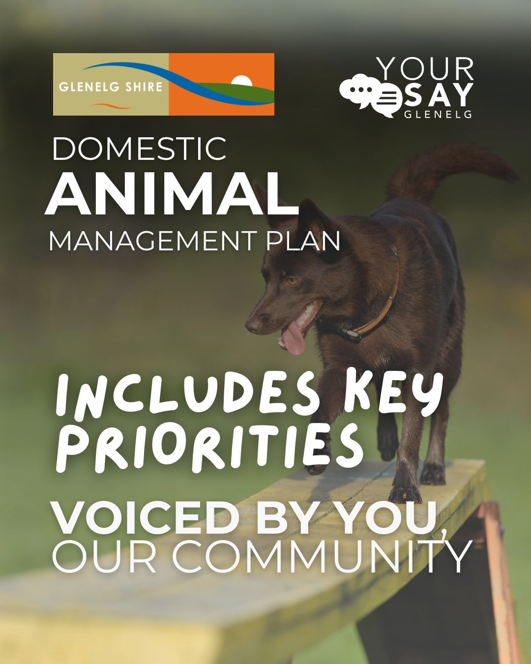 Domestic Animal Management Plan 2026-2029 | Your Say Glenelg