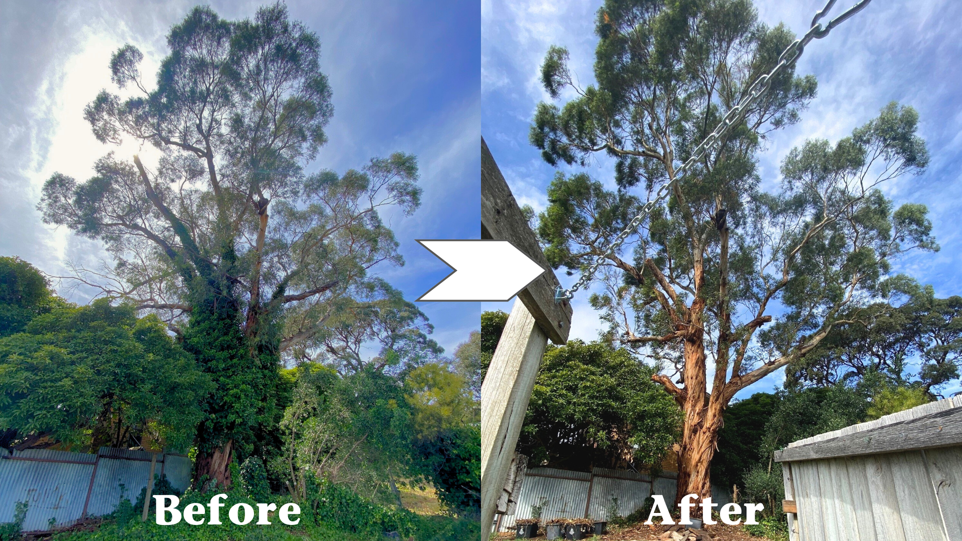 Council Fund Assisting Residents with Tree Works | FOCUS On Burnside ...