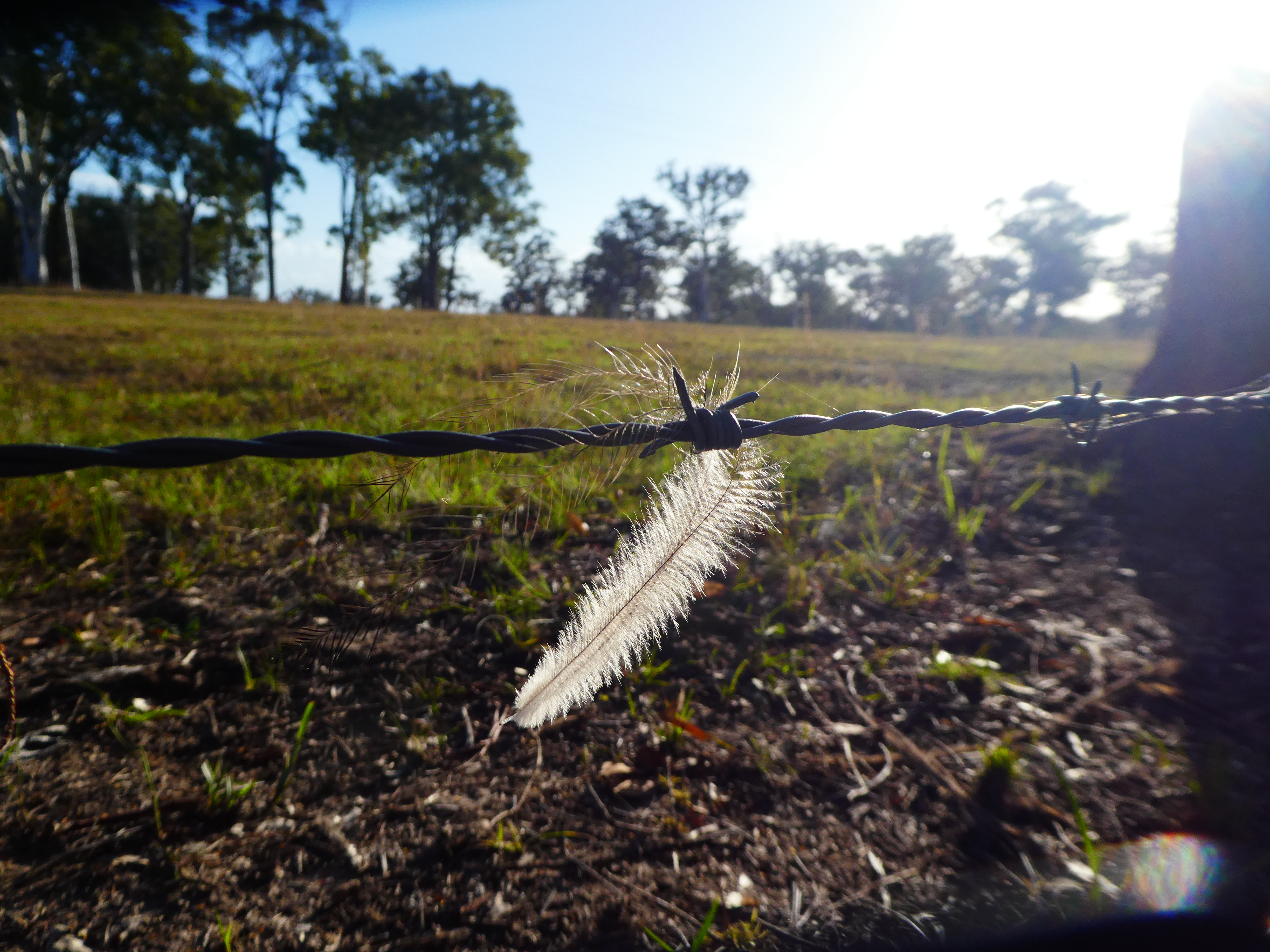 Emu-friendly fencing trial | Caring for our Coastal Emus | Clarence ...